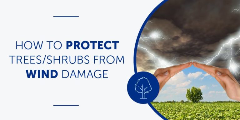 How to Protect Trees/Shrubs from Wind Damage | Bug & Weed Mart
