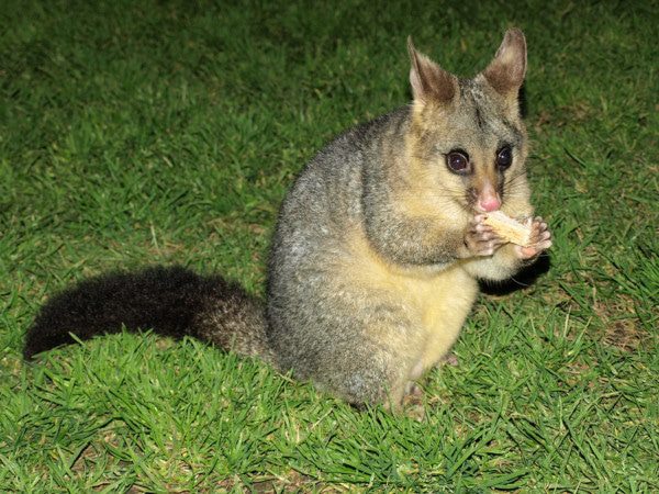 Possum vs. Opossum: What’s the Difference? | Bug & Weed Mart