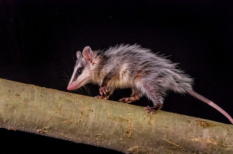 Possum vs. Opossum: What’s the Difference? | Bug & Weed Mart