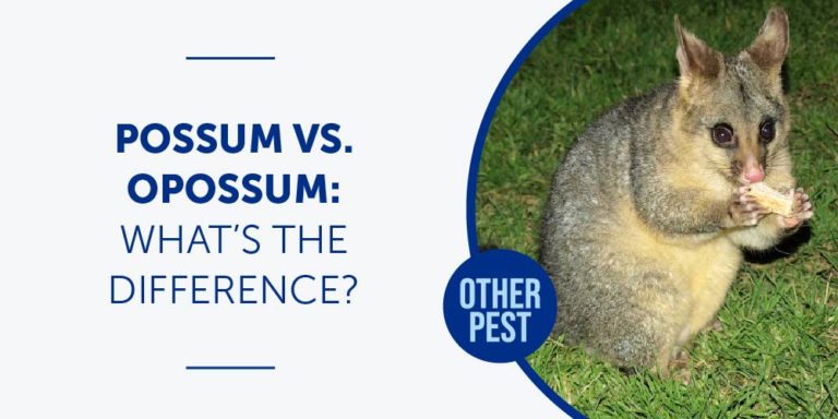 Possum vs. Opossum: What’s the Difference? | Bug & Weed Mart