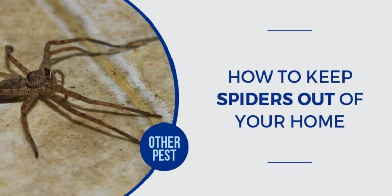 Spider-Free Home Tips - Bug & Weed Mart