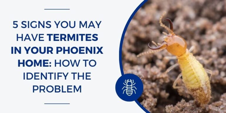 Phoenix Termite Infestation: 5 Signs & Solutions