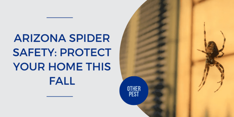 Arizona Spider Safety: Protect Your Home This Fall